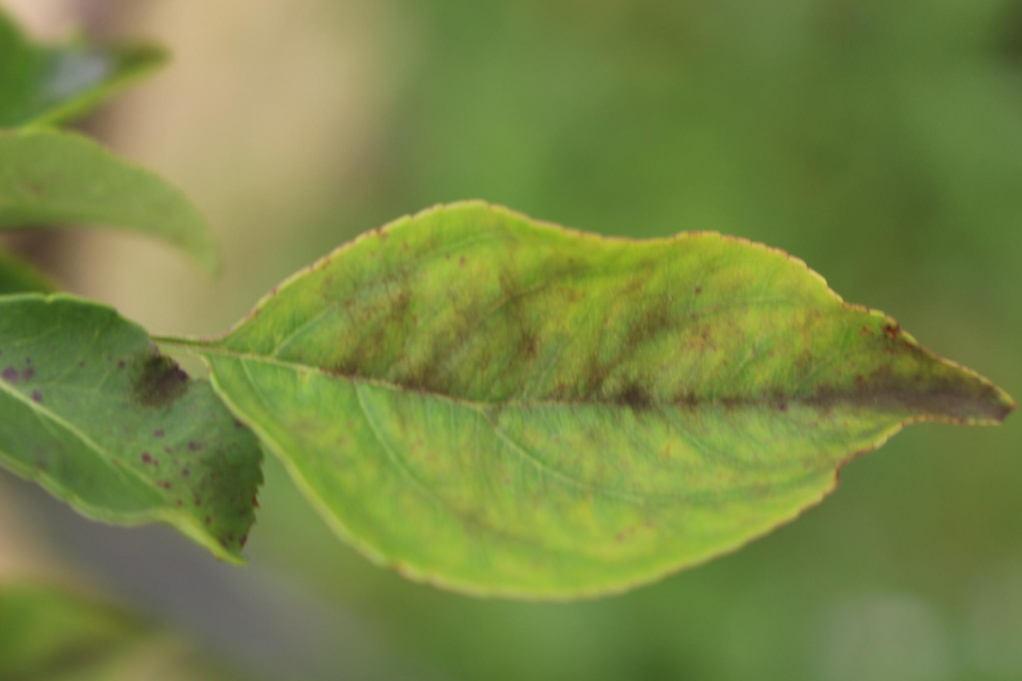 apple leave plant detection Object Detection Dataset and Pre-Trained Model by nidhi