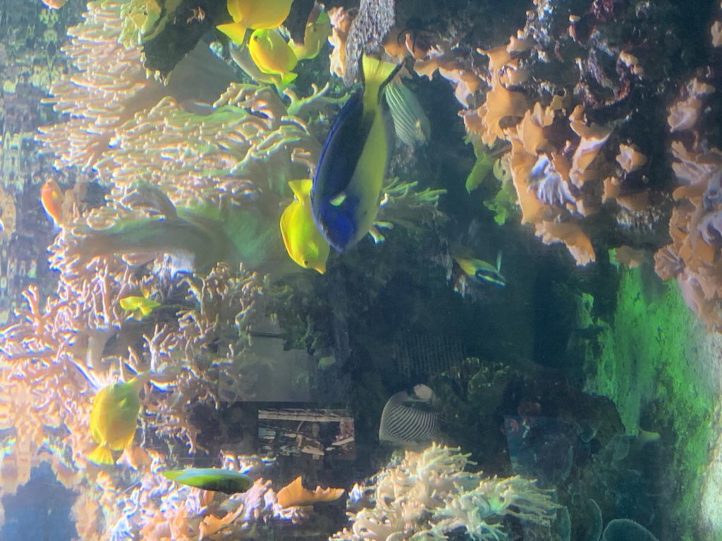 orangewood (orangewood-a5vin) - Roboflow Universe