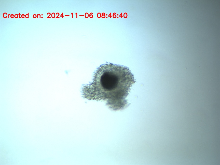 Cell Segmentation Instance Segmentation Dataset And Pre Trained Model By Ip