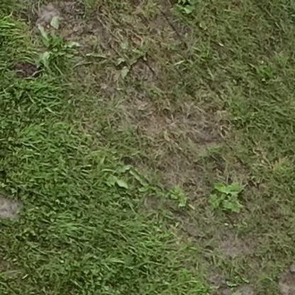 Weed Grass Detection Project Object Detection Model by Z10612025Tests