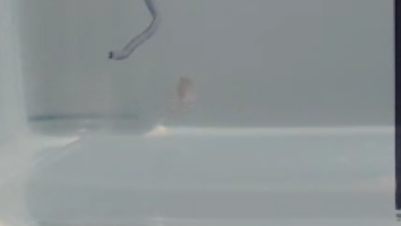 zebrafish Object Detection Dataset and Pre-Trained Model by Zebrafish