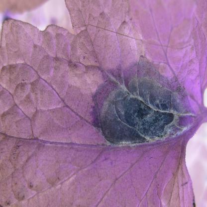 Plantdoc Object Detection Model by test