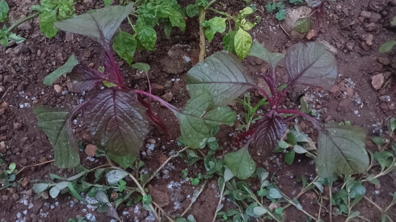 Crop weed Detection Object Detection Dataset by Project