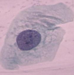 Cell Identification Instance Segmentation Model by Cell Identification