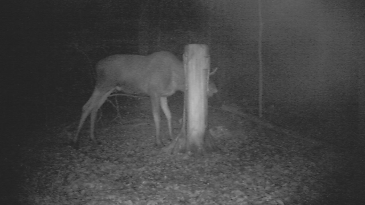 moose-detection-3-cl Object Detection Model by test