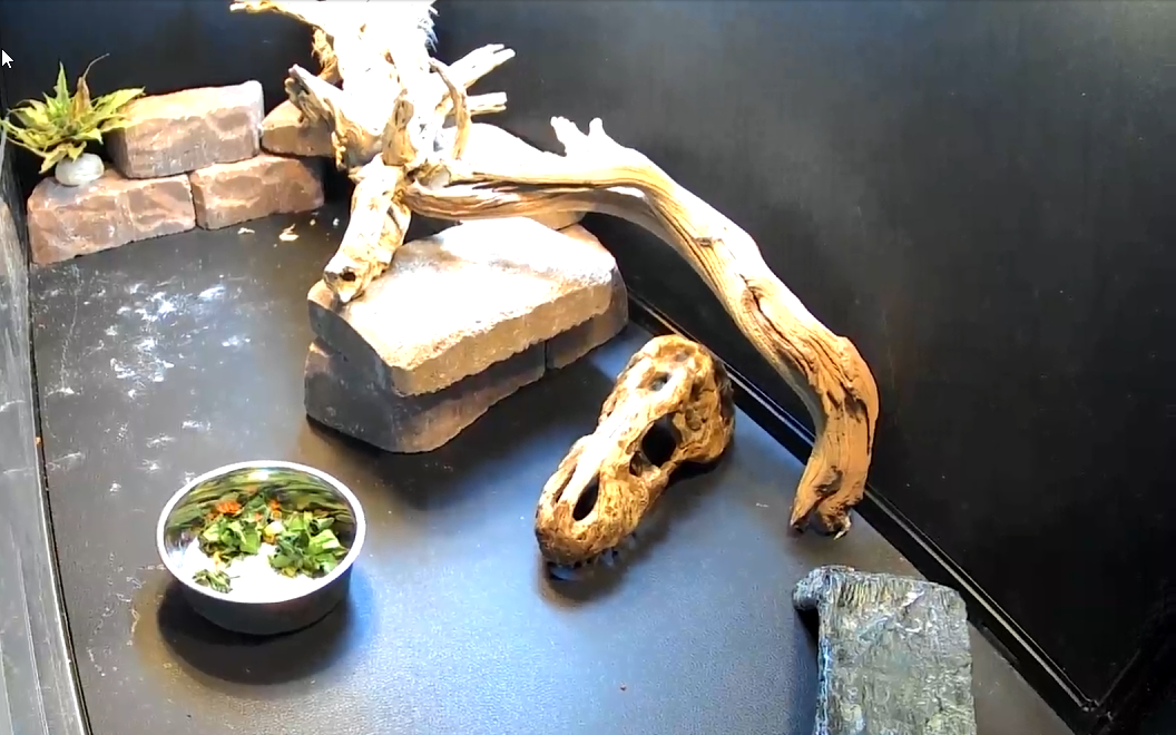 Bearded Dragon Rex Detection Object Detection Model by Rex