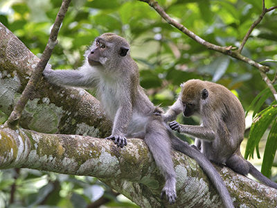 SMART LIVE TRACKING CAGE MONITORING - Roboflow Universe