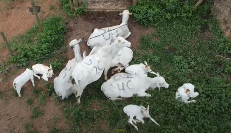 Count Cows and Calves Computer Vision Dataset by EBSCHULTZ