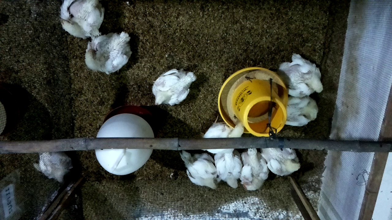 chicken-test Object Detection Dataset by Chicken Behaviour