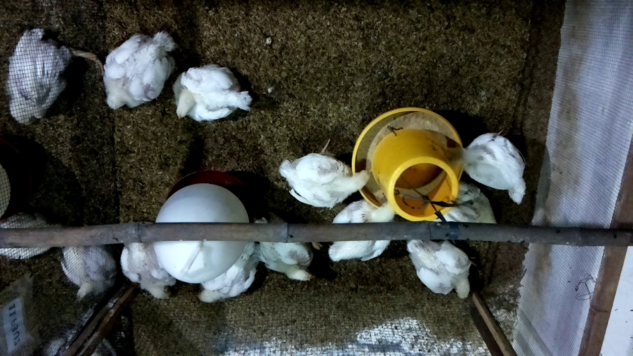 chicken-1-fold-new Object Detection Dataset by Chicken Behaviour