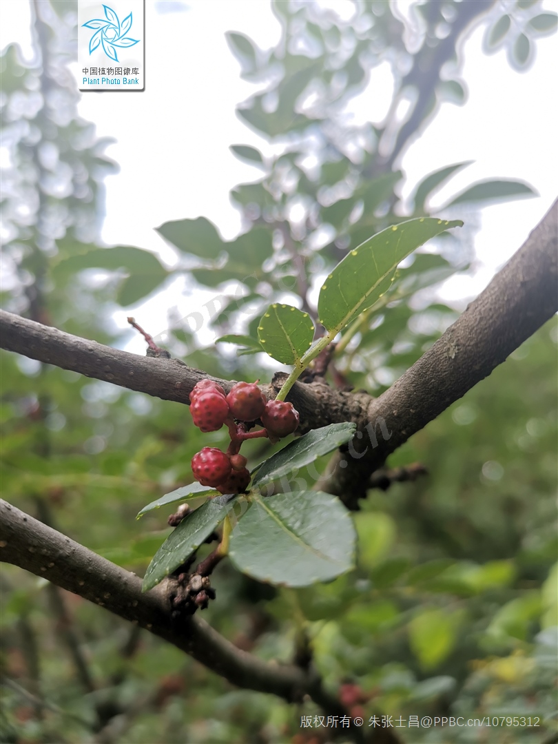 yolov5_PricklyAsh Object Detection Dataset by ALoha