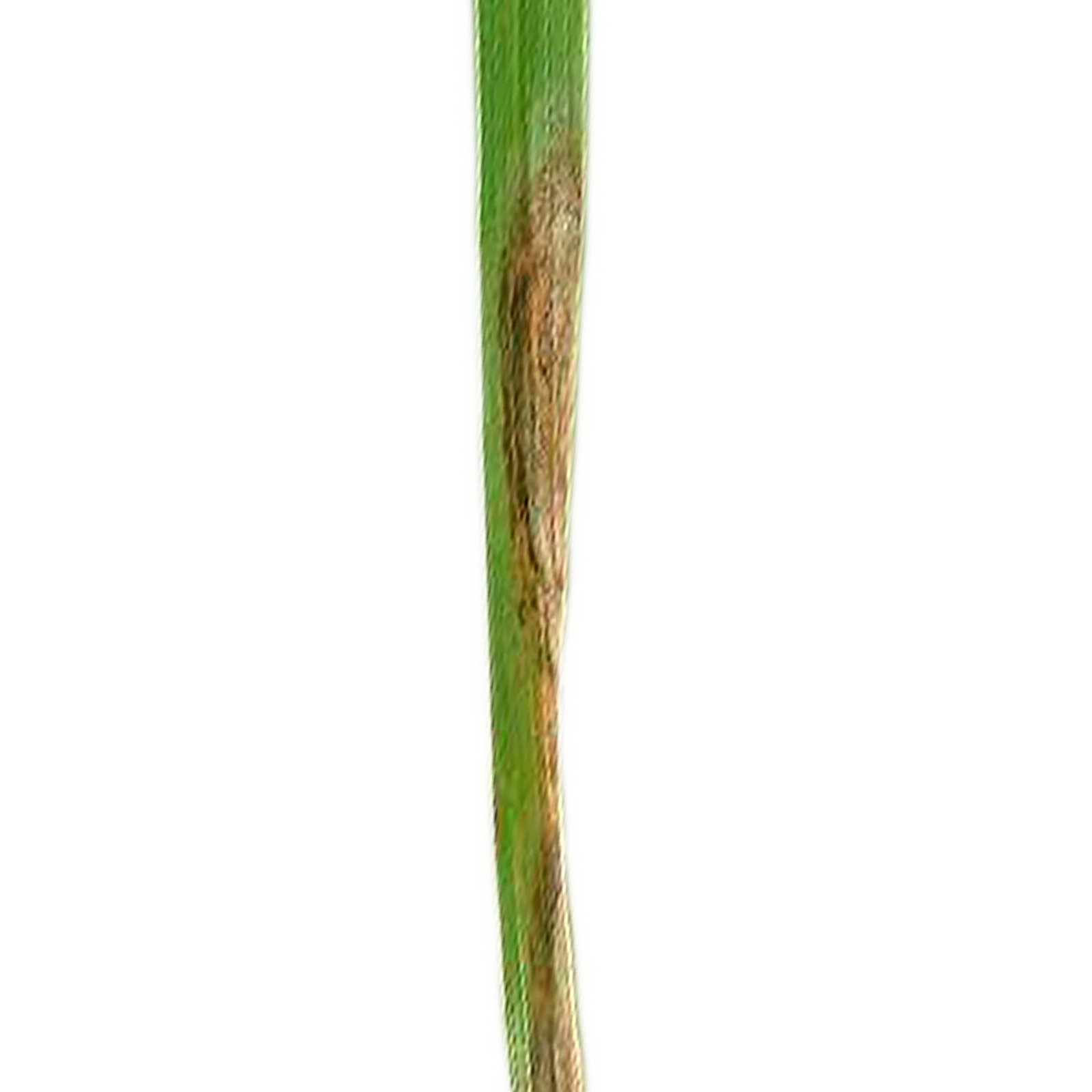 sclad Classification Dataset by palmmy