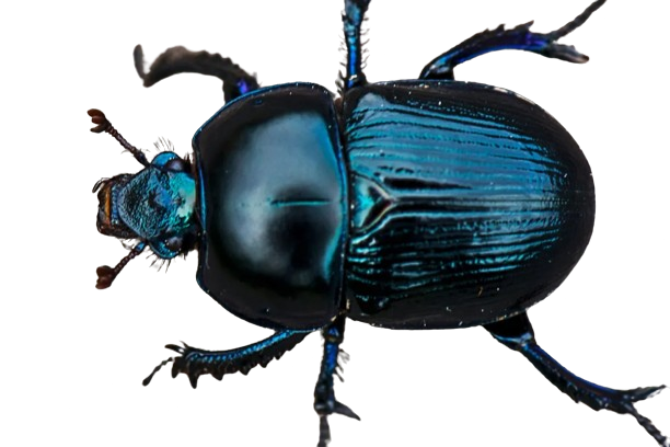 Insect_Without_bg Object Detection Dataset by Detect