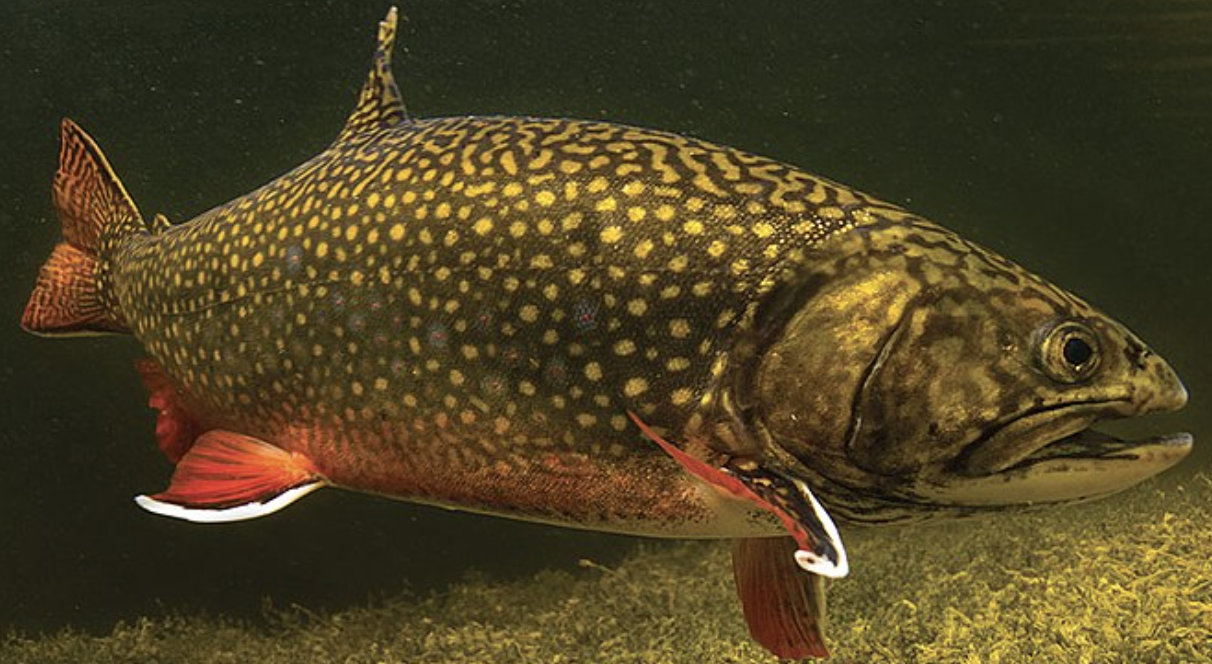 SnapHatch_Fish_Detection Object Detection Dataset by Detect