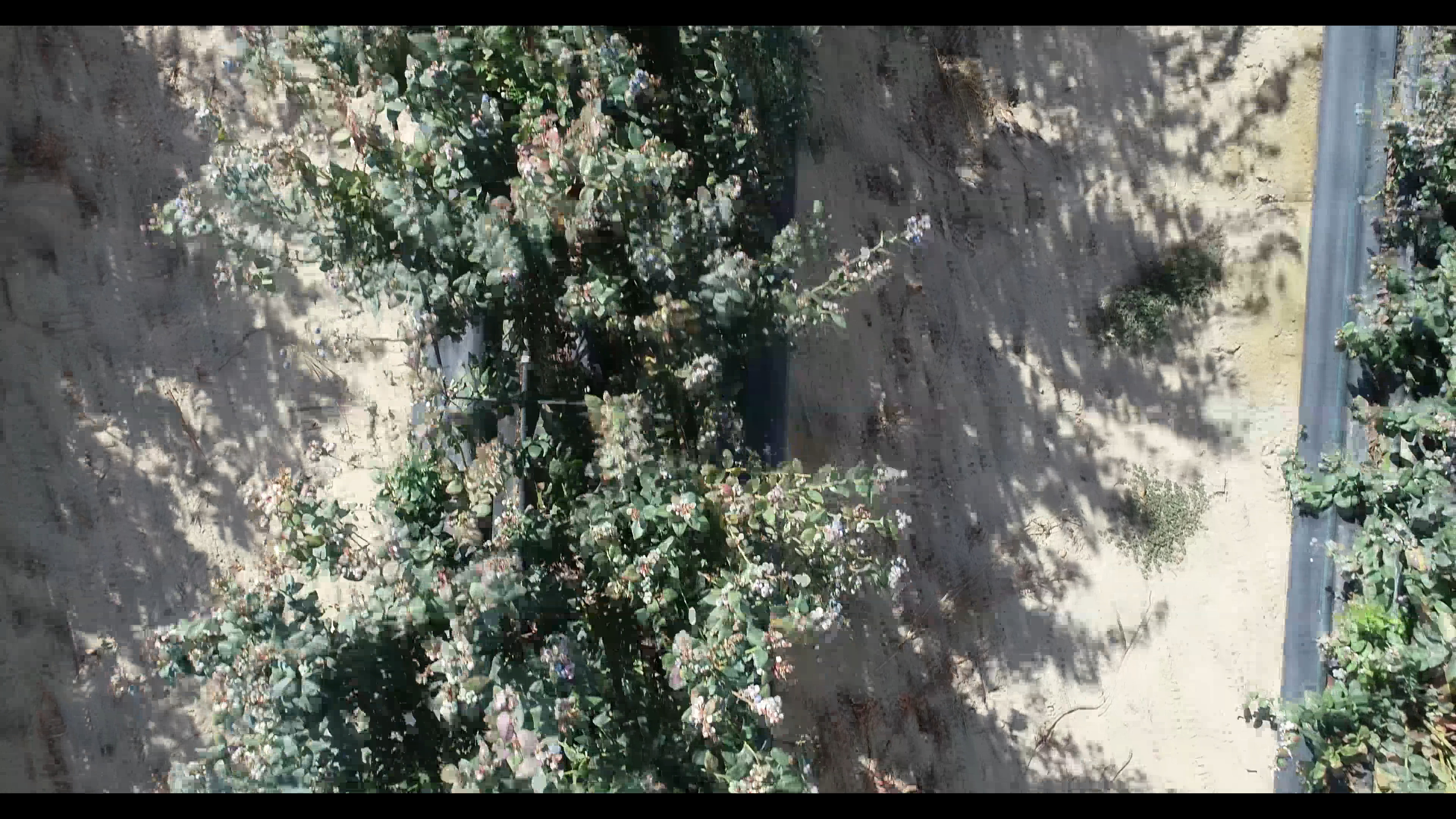 blueberries_batch Object Detection Dataset and Pre-Trained Model by thing