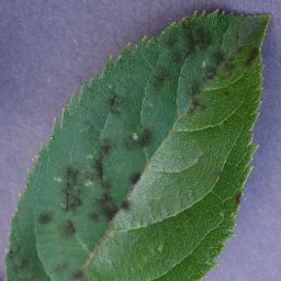 Plant Object Detection Dataset and Pre-Trained Model by yxc