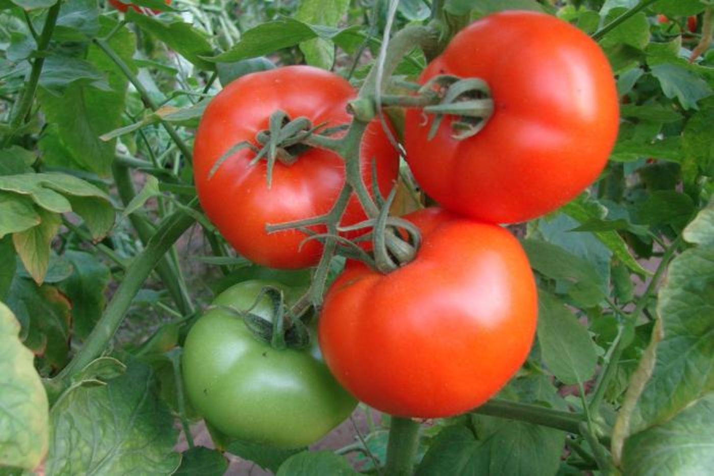 Tomato Plants Object Detection Dataset by SmartCityProjects