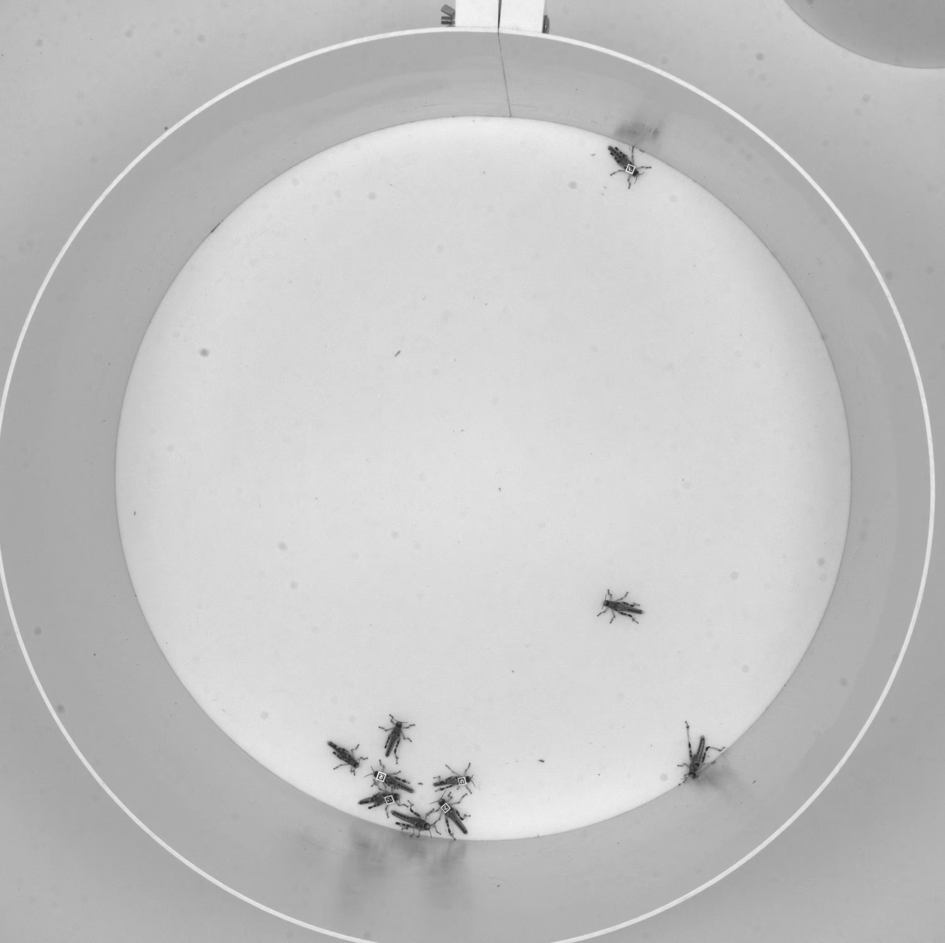 locusta-legs Keypoint Detection Model by Locusta