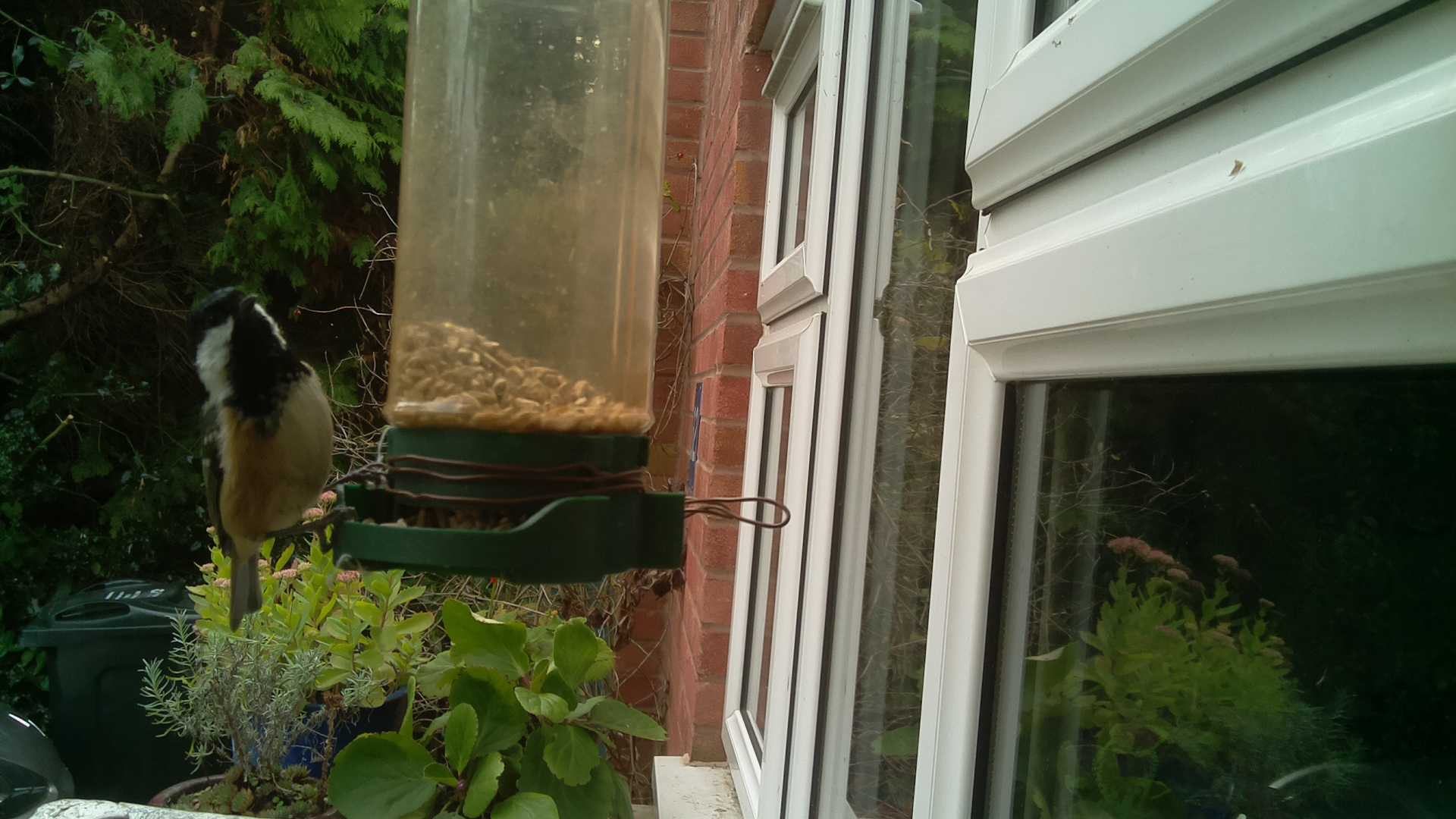 BirdBot Object Detection Dataset by Euan Williams