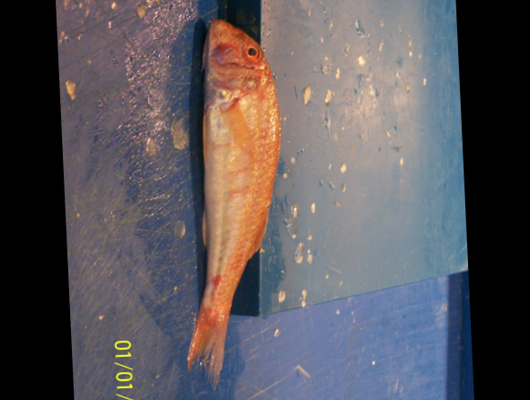 Fish Detection Object Detection Model by Research