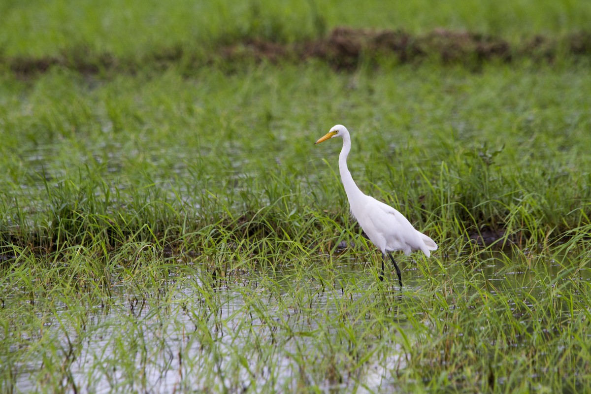 Bird Detection Object Detection Dataset V2 2024 12 26 10 39am By