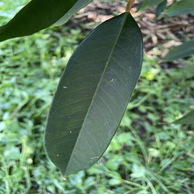 Durian Disease Object Detection Dataset by Paul