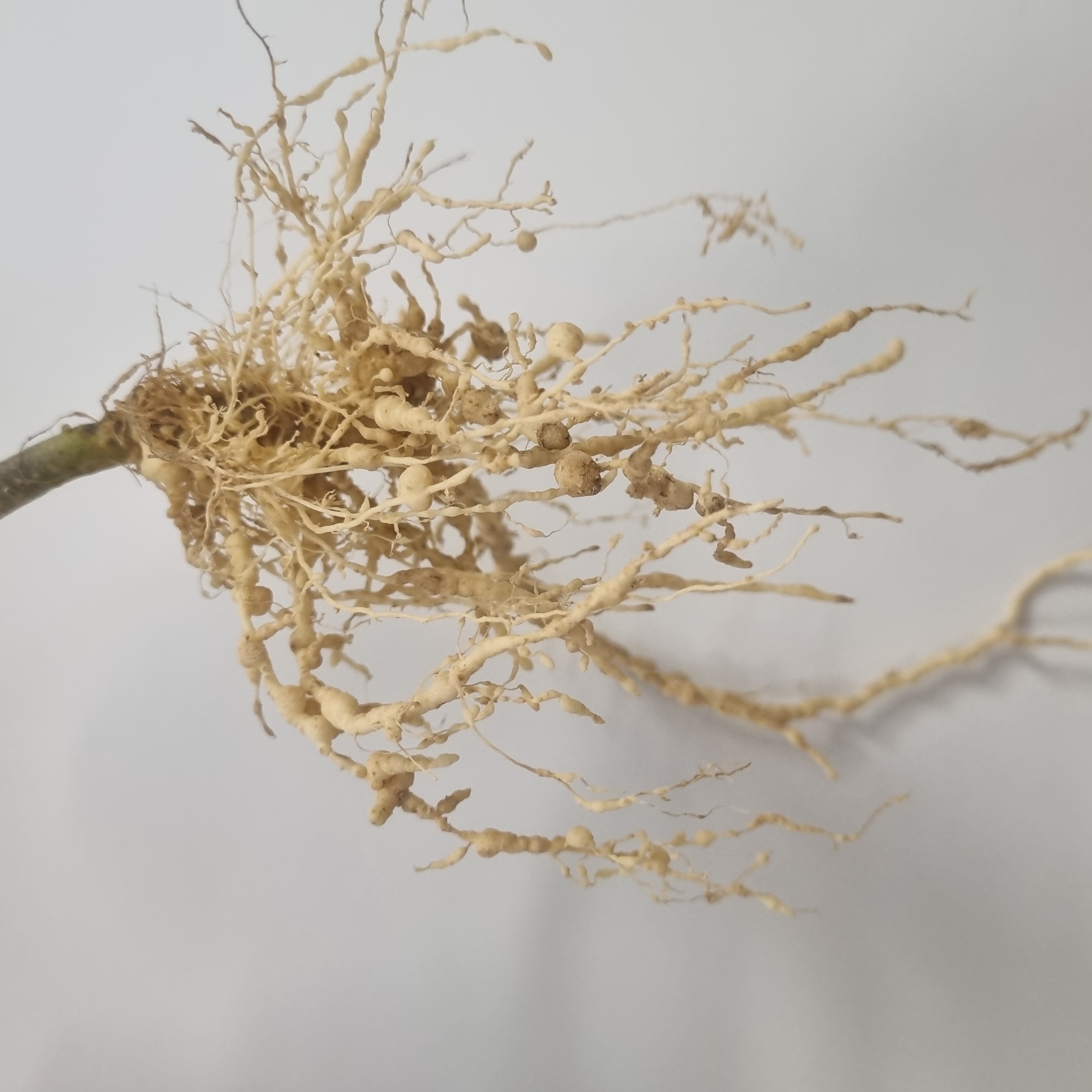 Pest In Plant Object Detection Dataset By Detection Pests In Plant