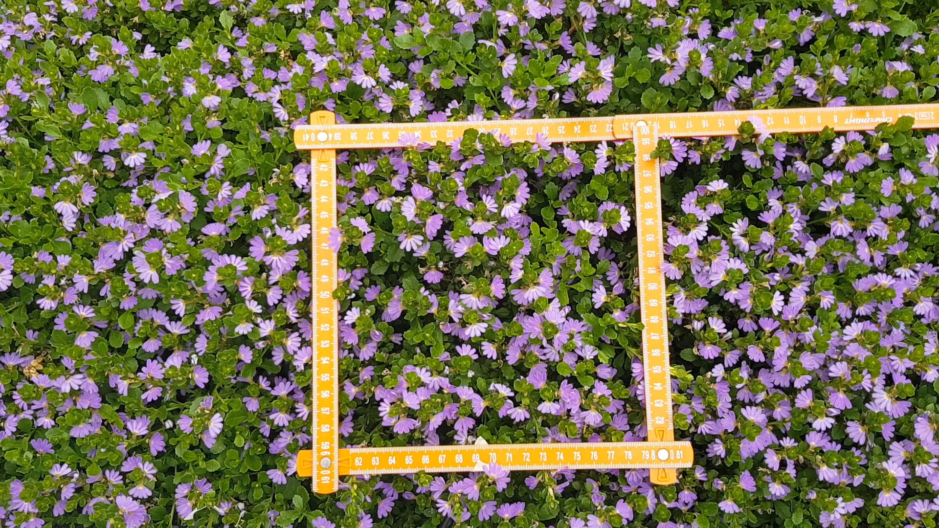 Bee Detection In Flowers Object Detection Dataset By Personal