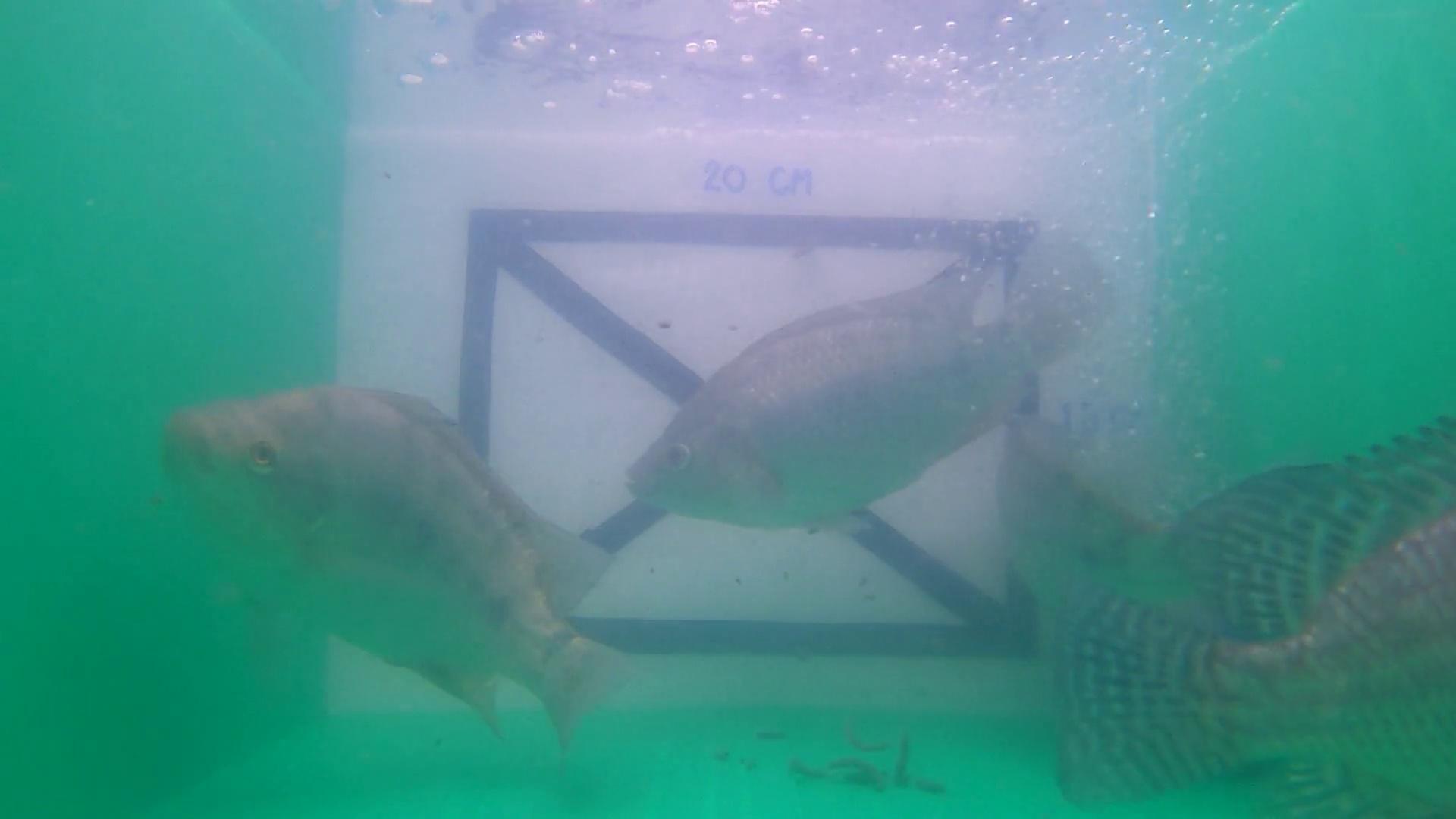 fish Instance Segmentation Dataset by BeticUser