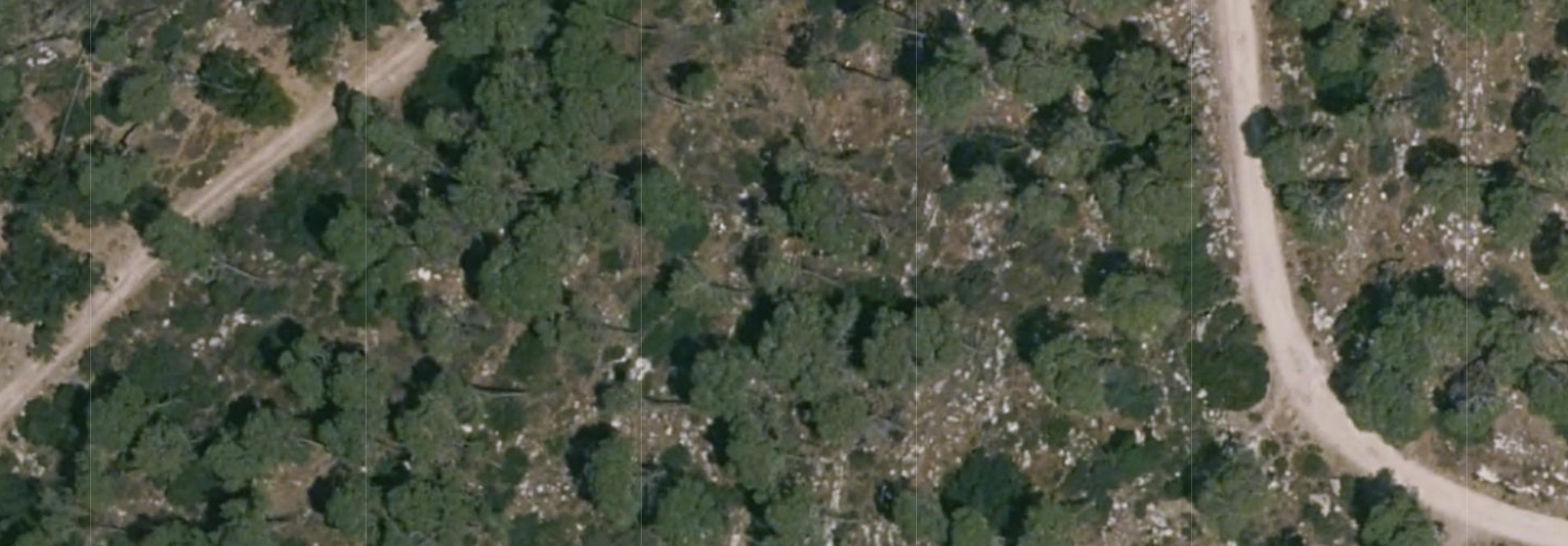 Forests Instance Segmentation Dataset and Pre-Trained Model by Tree Canopy