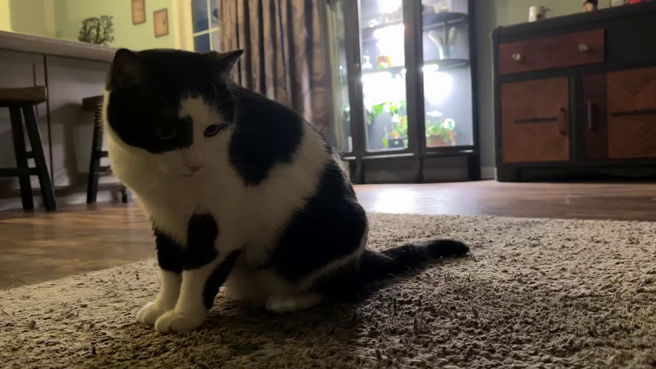 14232953 Object Detection Dataset by cat Batch 2