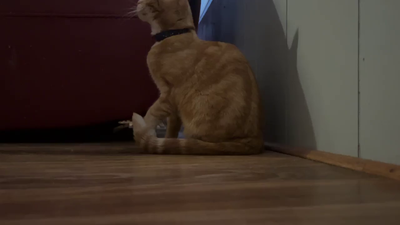 4873841 Object Detection Dataset by cat Batch 2