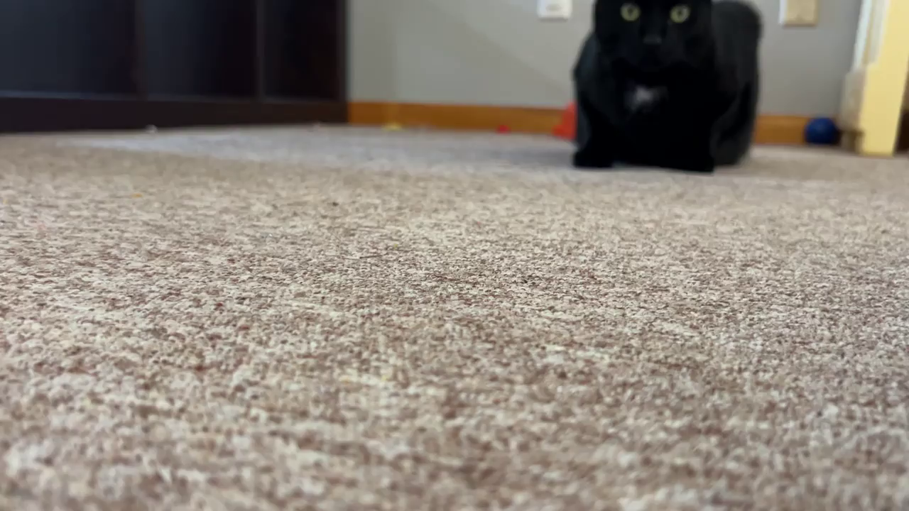 12849737 Object Detection Dataset by cat Batch 2