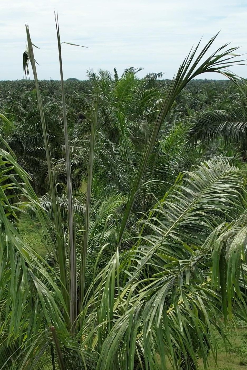 OPAv3 - Cropping Dataset Instance Segmentation Dataset by OPAv3