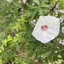 flower Classification Dataset by Nguyen Thi Phuong Vy