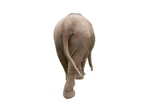 elephantview2 Object Detection Dataset and Pre-Trained Model by Chee