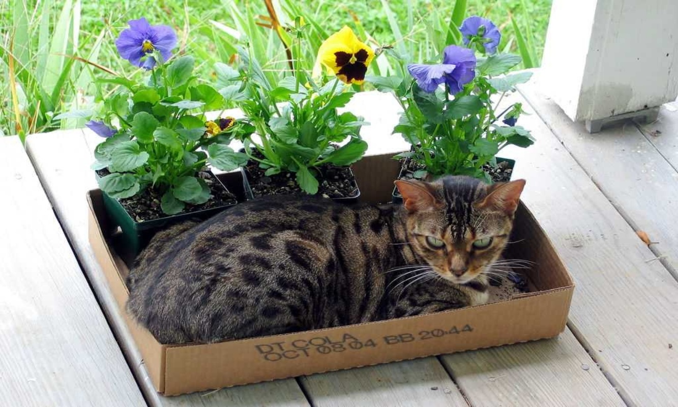 Cat Object Detection Dataset by Detectron