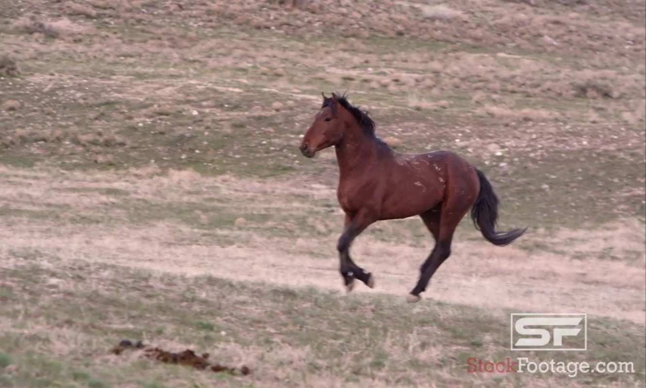 Horse Object Detection Dataset by Detectron