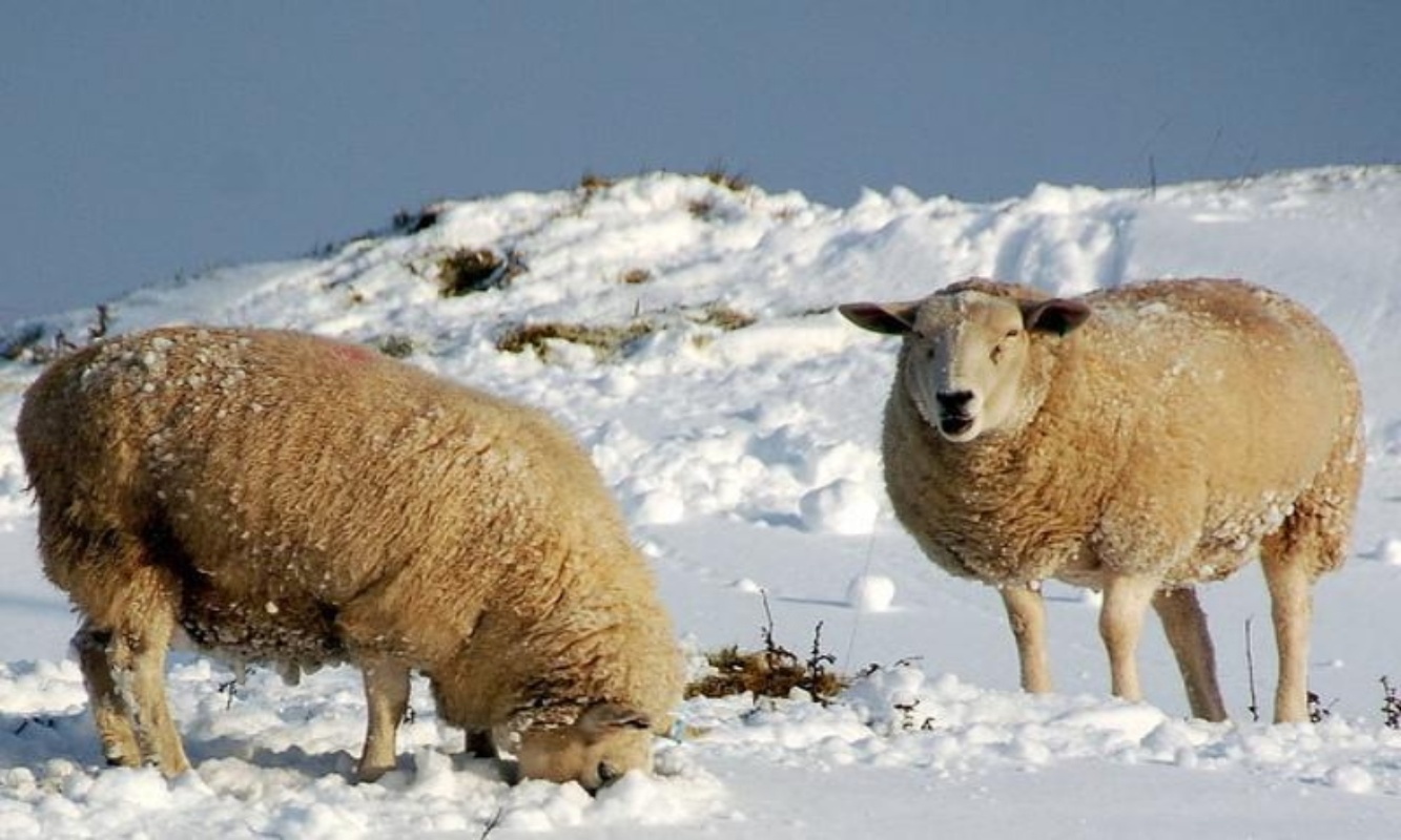 Sheep Object Detection Dataset by Detectron