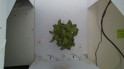 basil Object Detection Model by zuzu