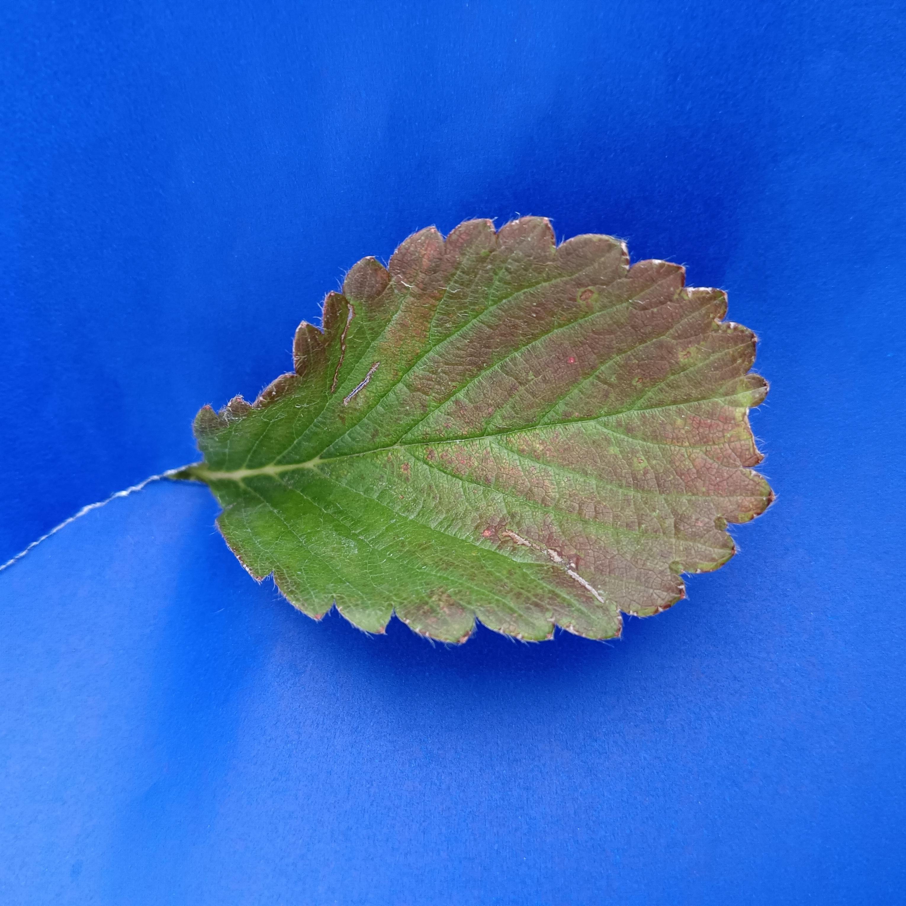 RBL IBJ - Roboflow Universe