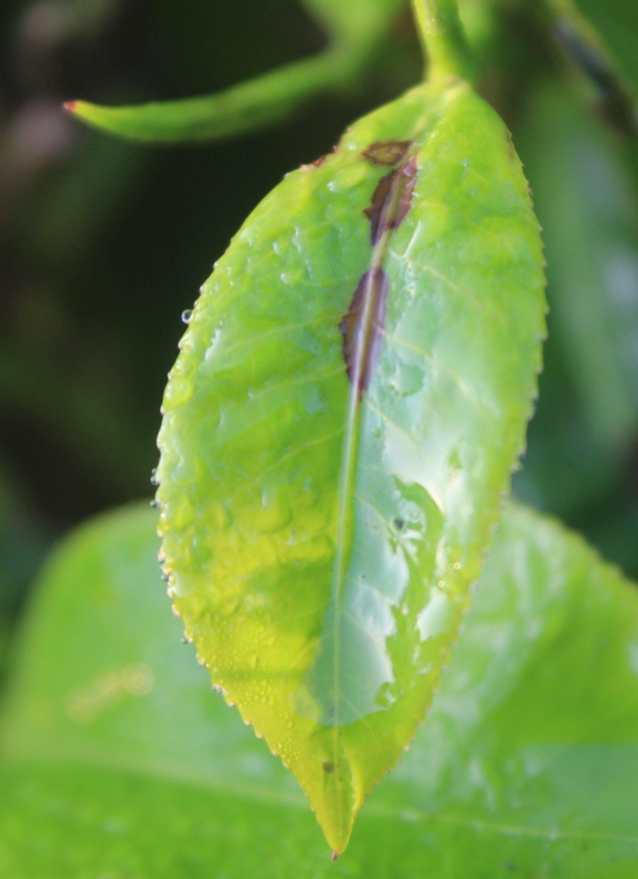 tea-pest Instance Segmentation Model by idrone