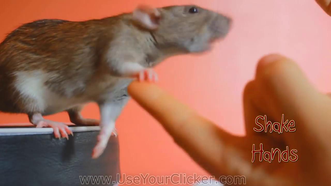 KitchenHygiene Object Detection Model by Kitchen Hygiene