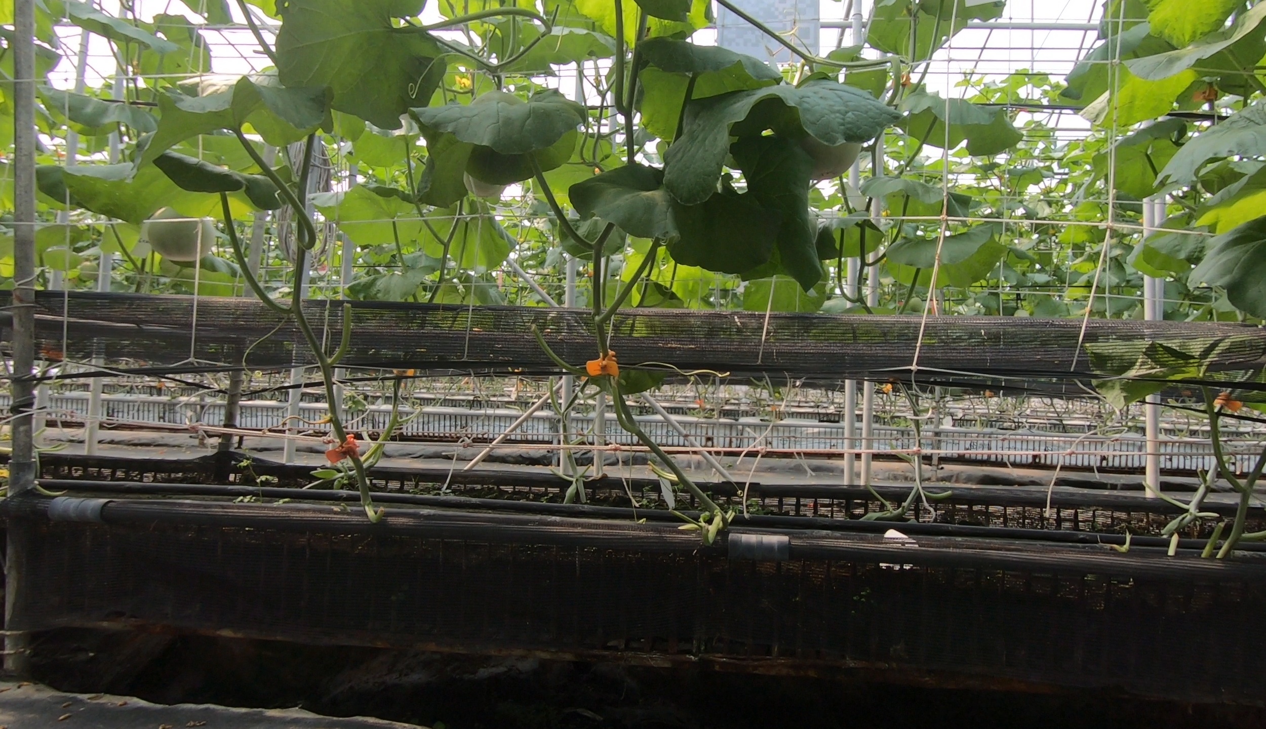 20241011 TENGUA2 Instance Segmentation Dataset and Pre-Trained Model by Hank