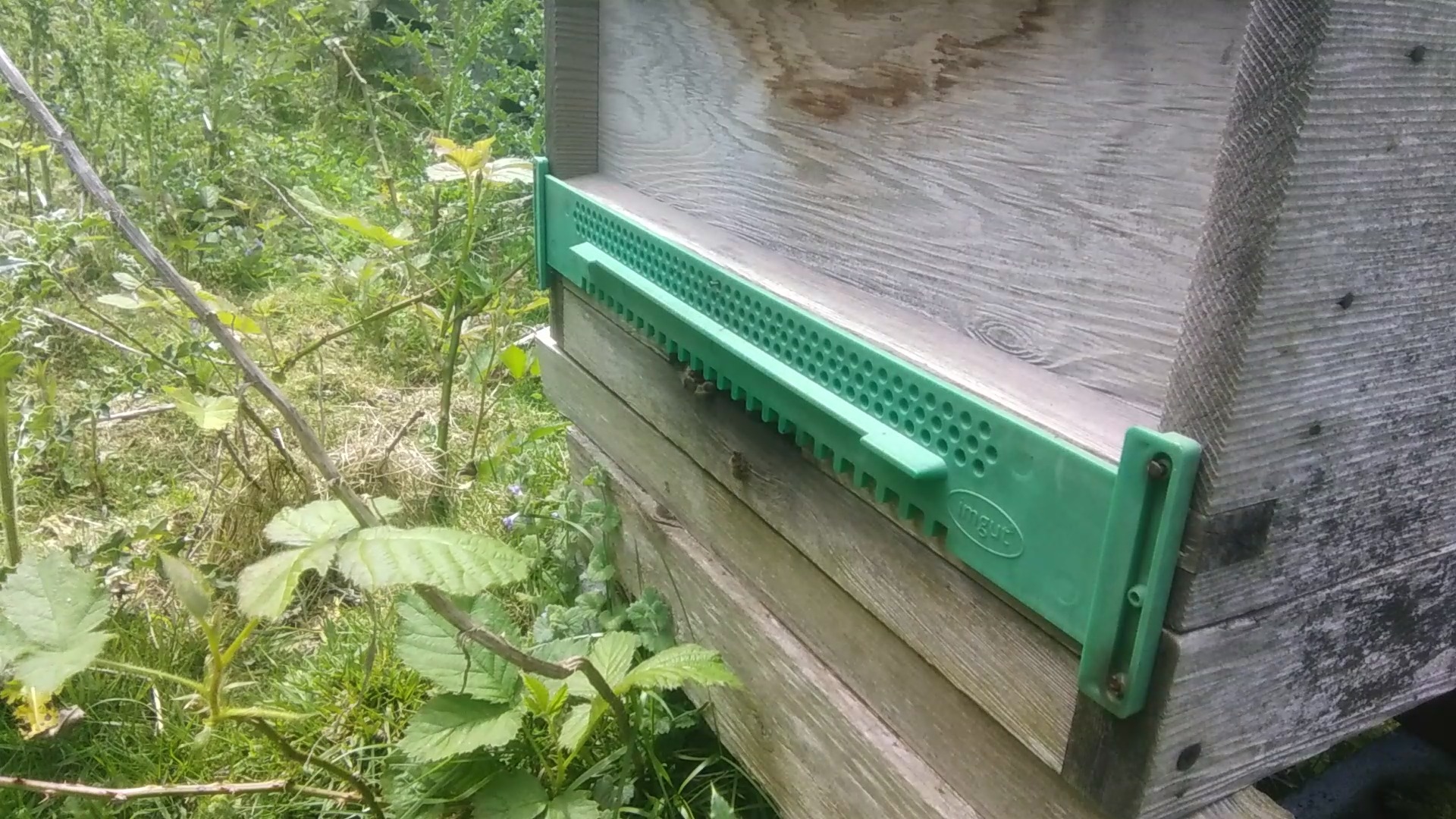 Honey Bee Project - Roboflow Universe