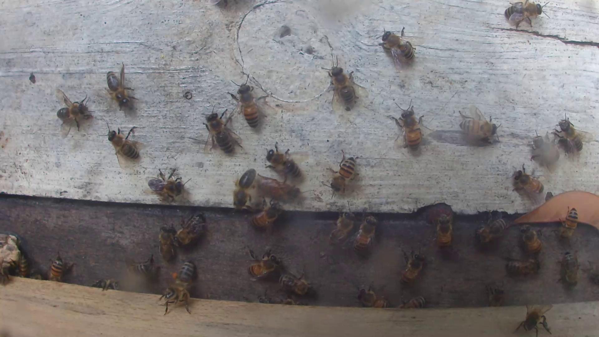 Honey Bee Pollen Project Object Detection Dataset by Honey Bee Project