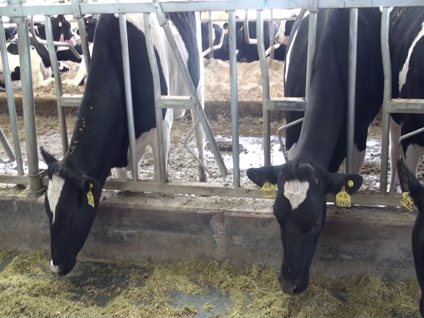 Muzzle and Ear-tag Dataset Object Detection Dataset by Livestock ...