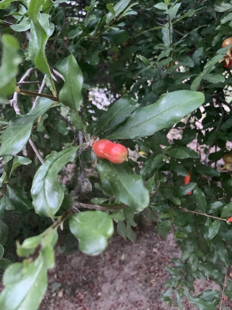 pomegranate Object Detection Dataset by projects