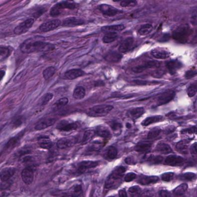 Pathora AI Classification Dataset and Pre-Trained Model by Pathora