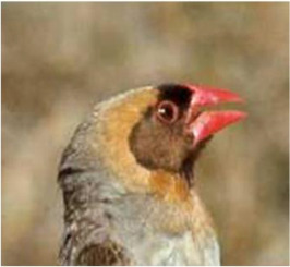 birds-segmentations Instance Segmentation Dataset and Pre-Trained Model ...